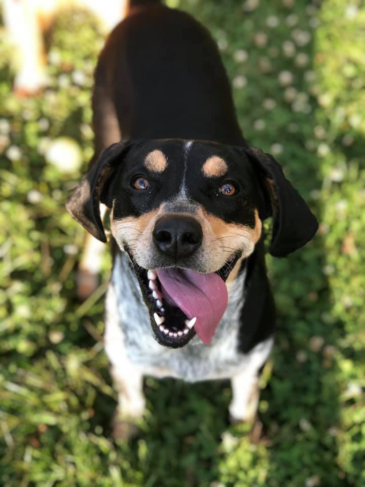 Meet the Dog Pack – Happy Hound Adventures